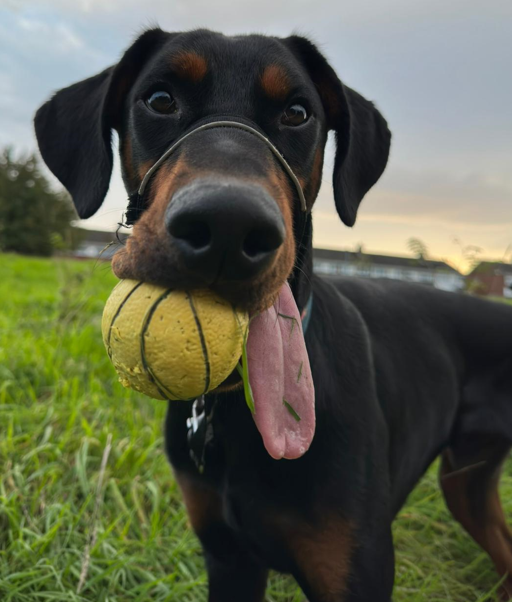 Adopted - George (14mths) - Lincs Dobermann Rescue